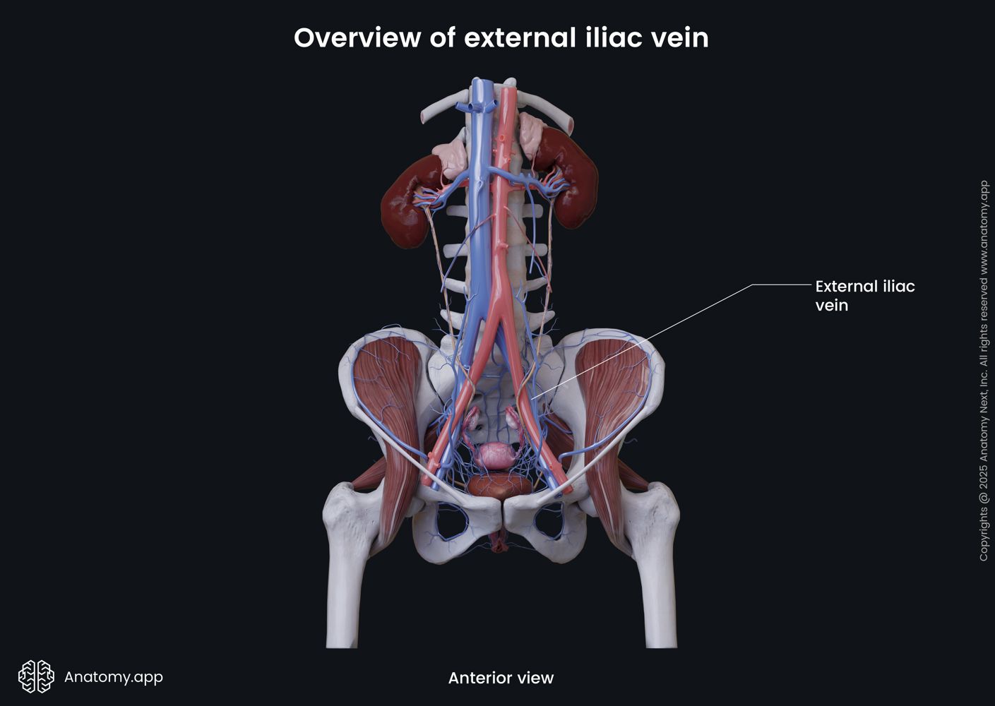 External iliac vein | Anatomy.app