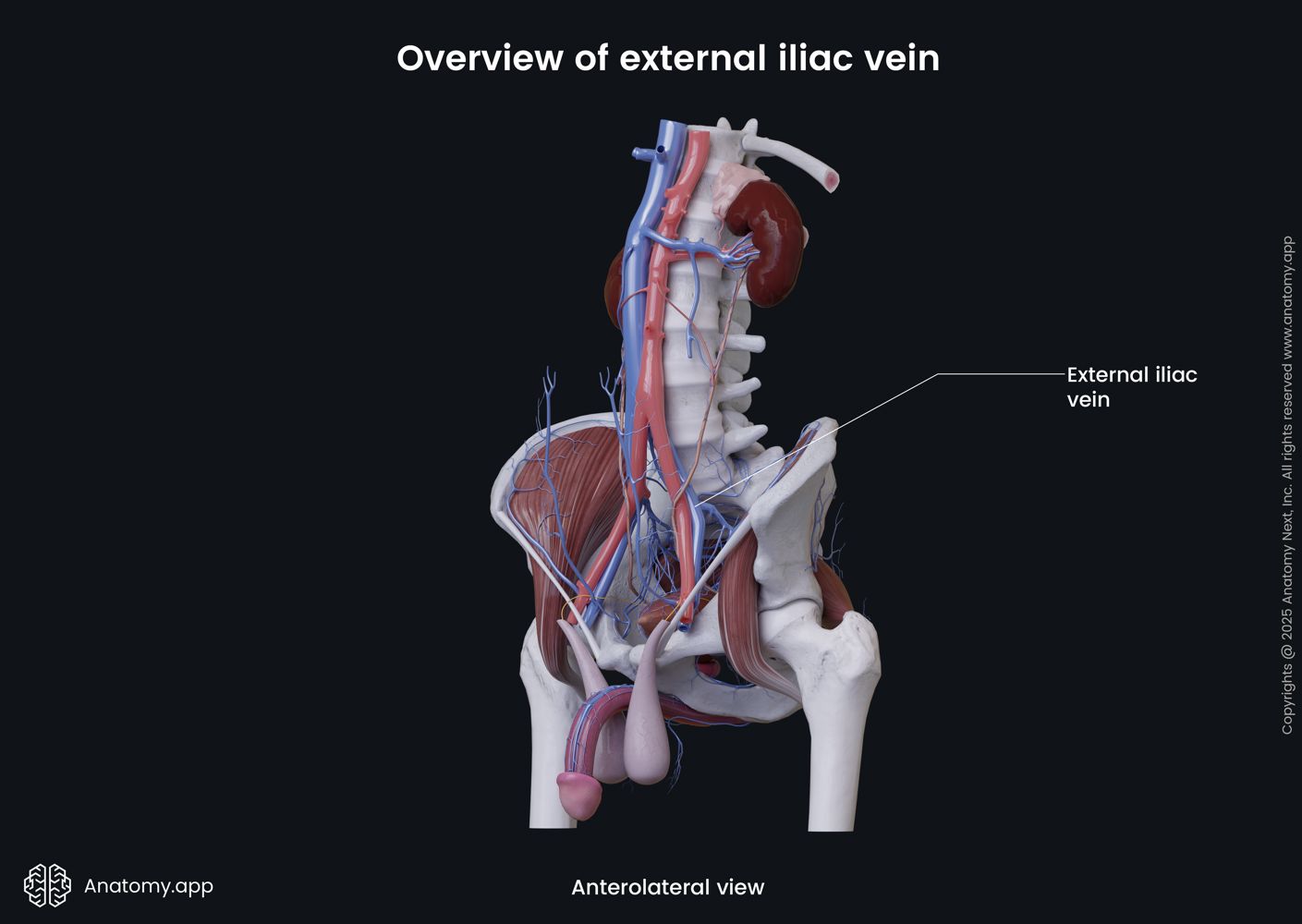 External iliac vein | Anatomy.app