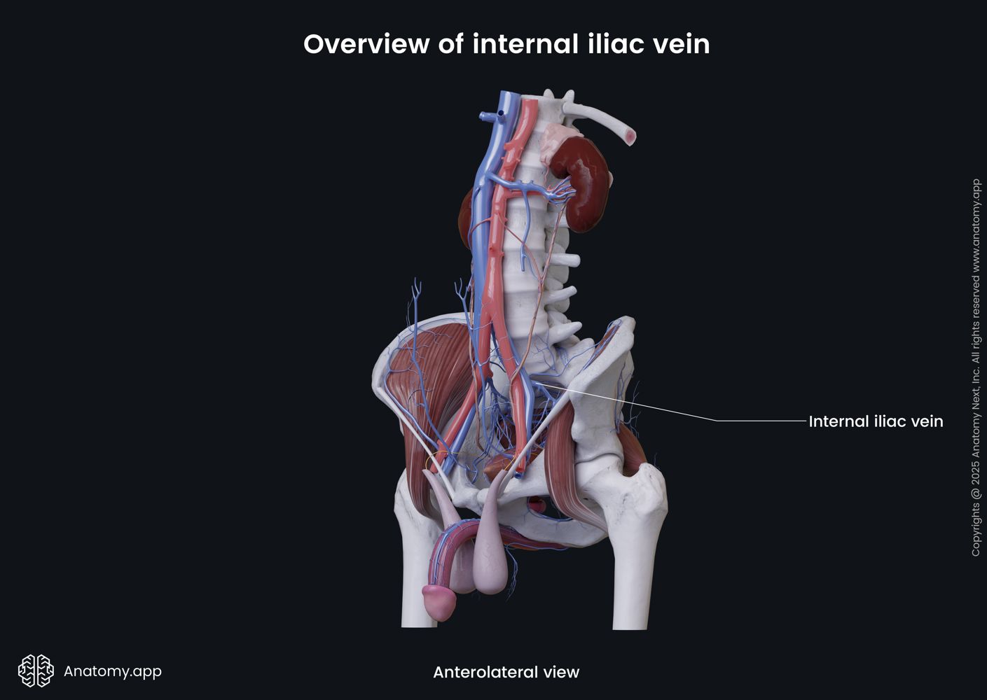 Internal iliac vein | Anatomy.app