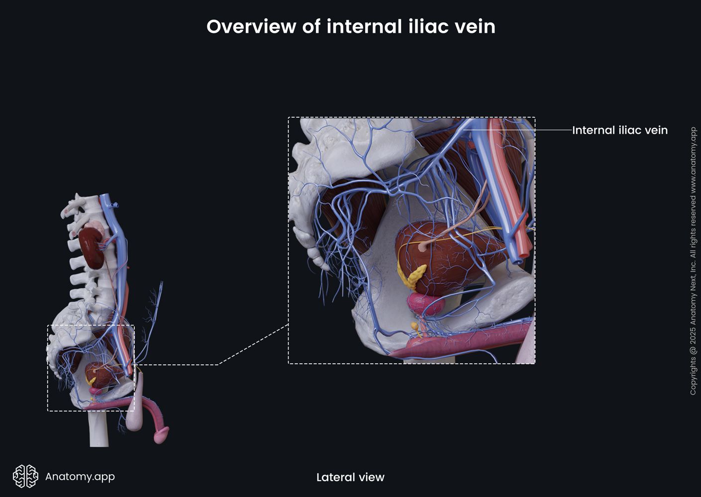 Internal iliac vein | Anatomy.app