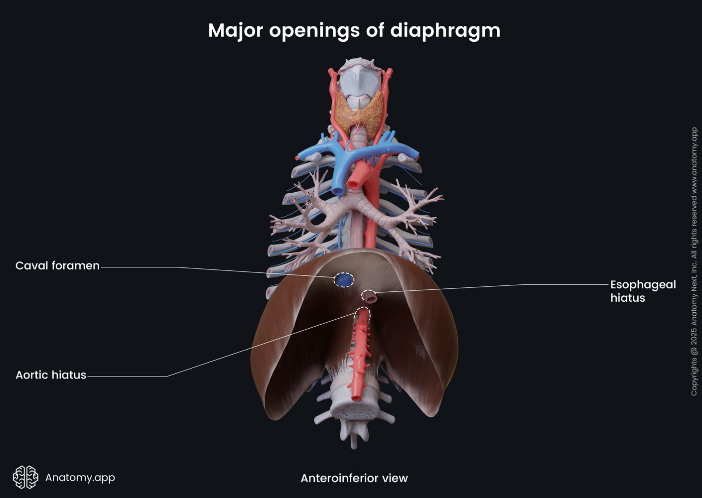 Diaphragm | Anatomy.app
