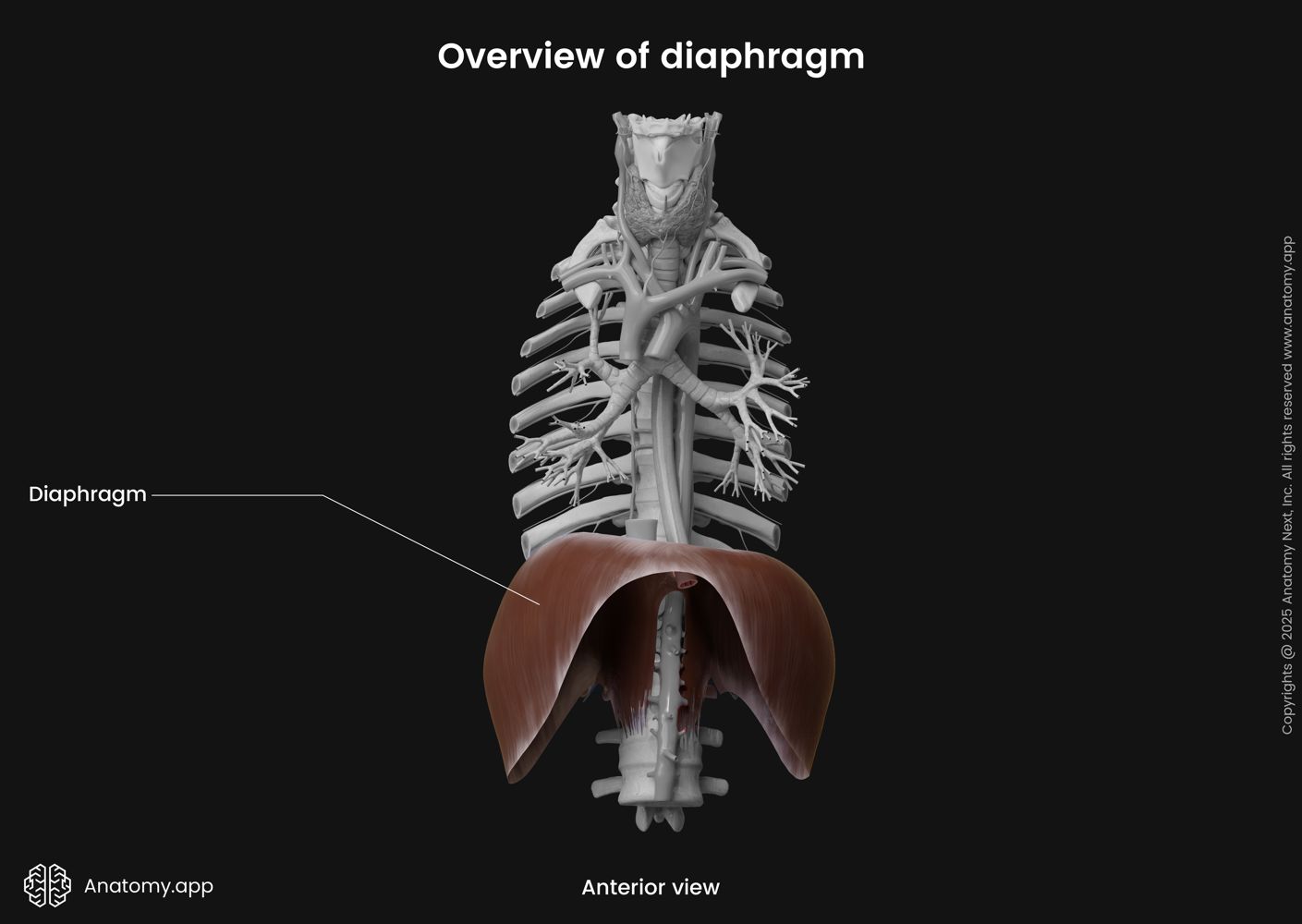 Respiratory Diaphragm