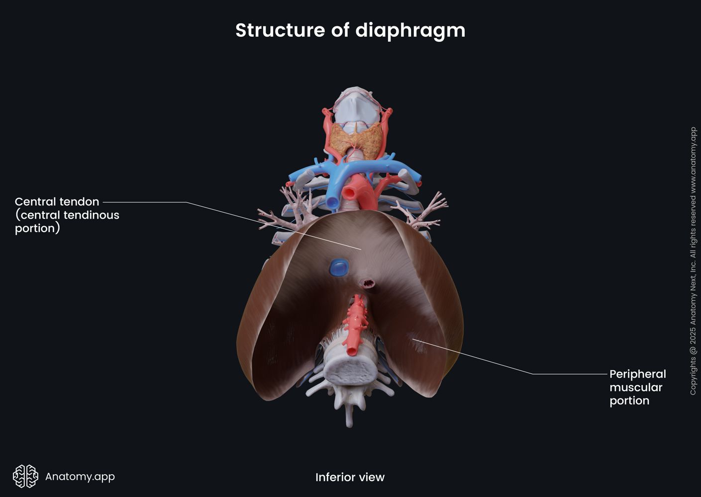 Diaphragm | Anatomy.app