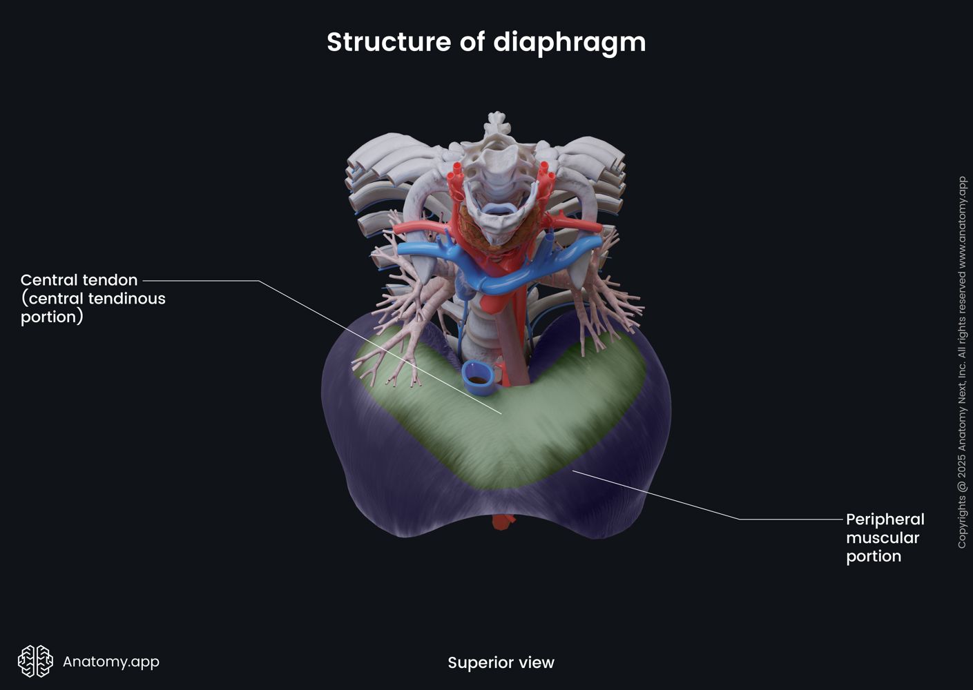 Diaphragm | Anatomy.app