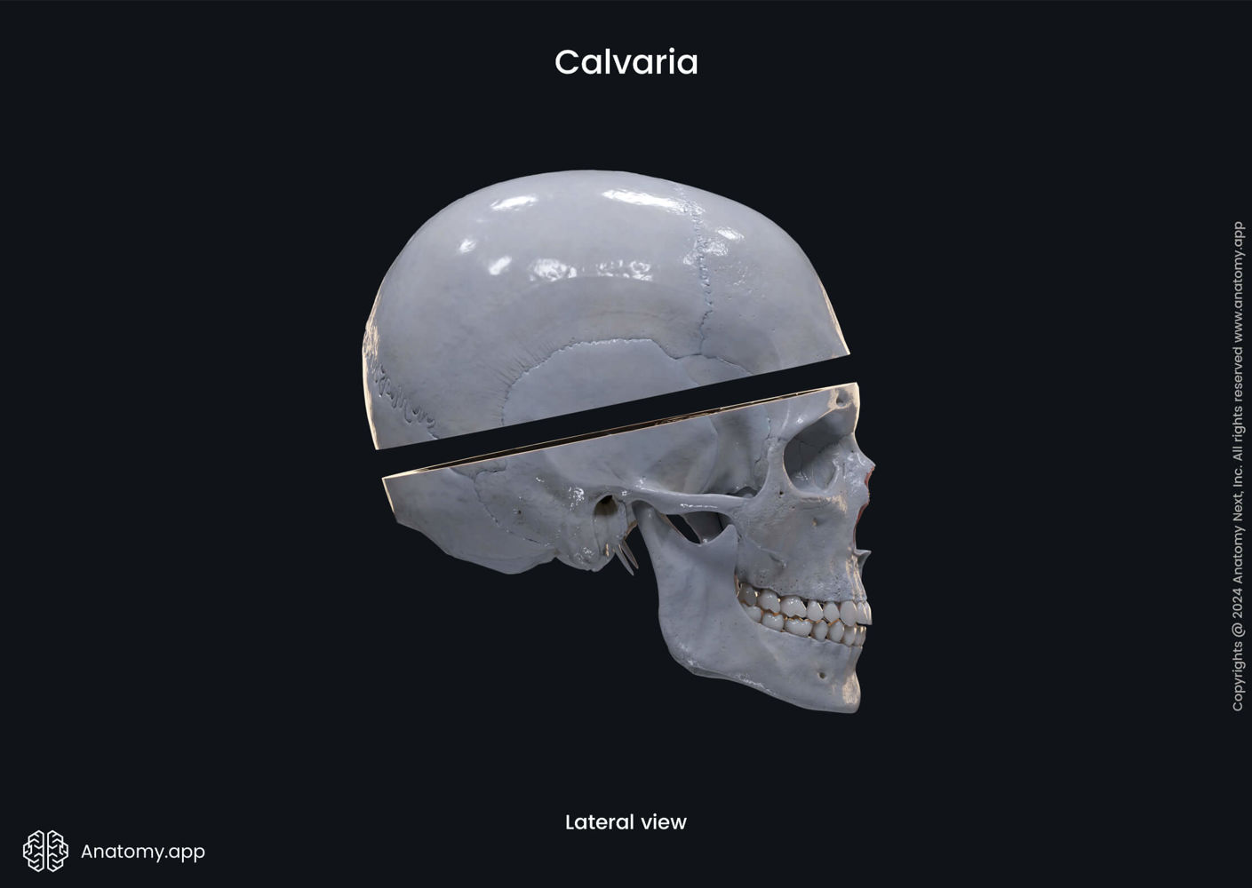Skull | Anatomy.app