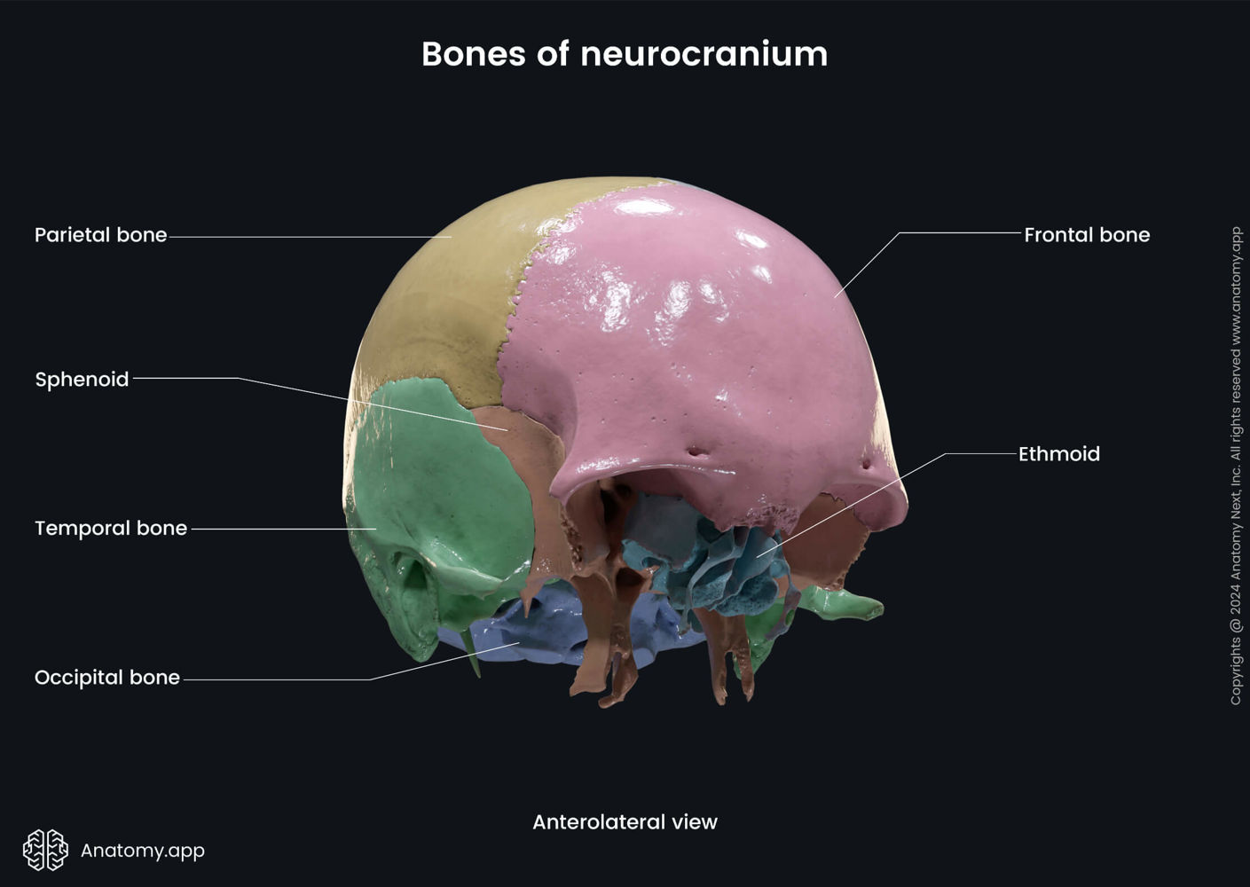 Skull | Anatomy.app