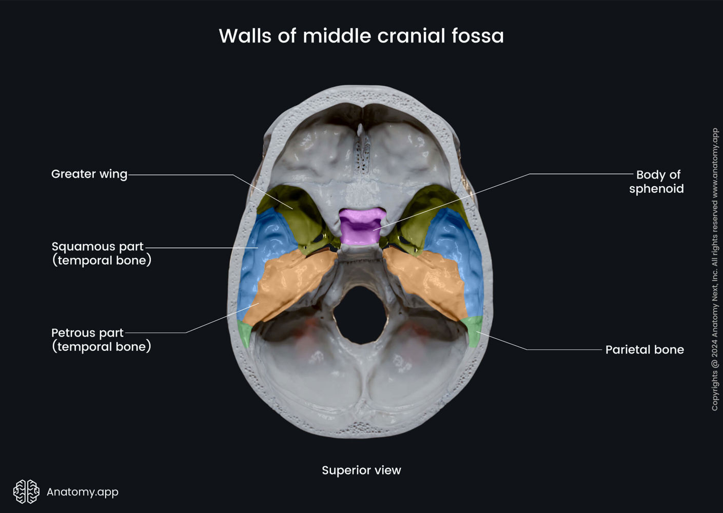 Middle cranial fossa | Anatomy.app