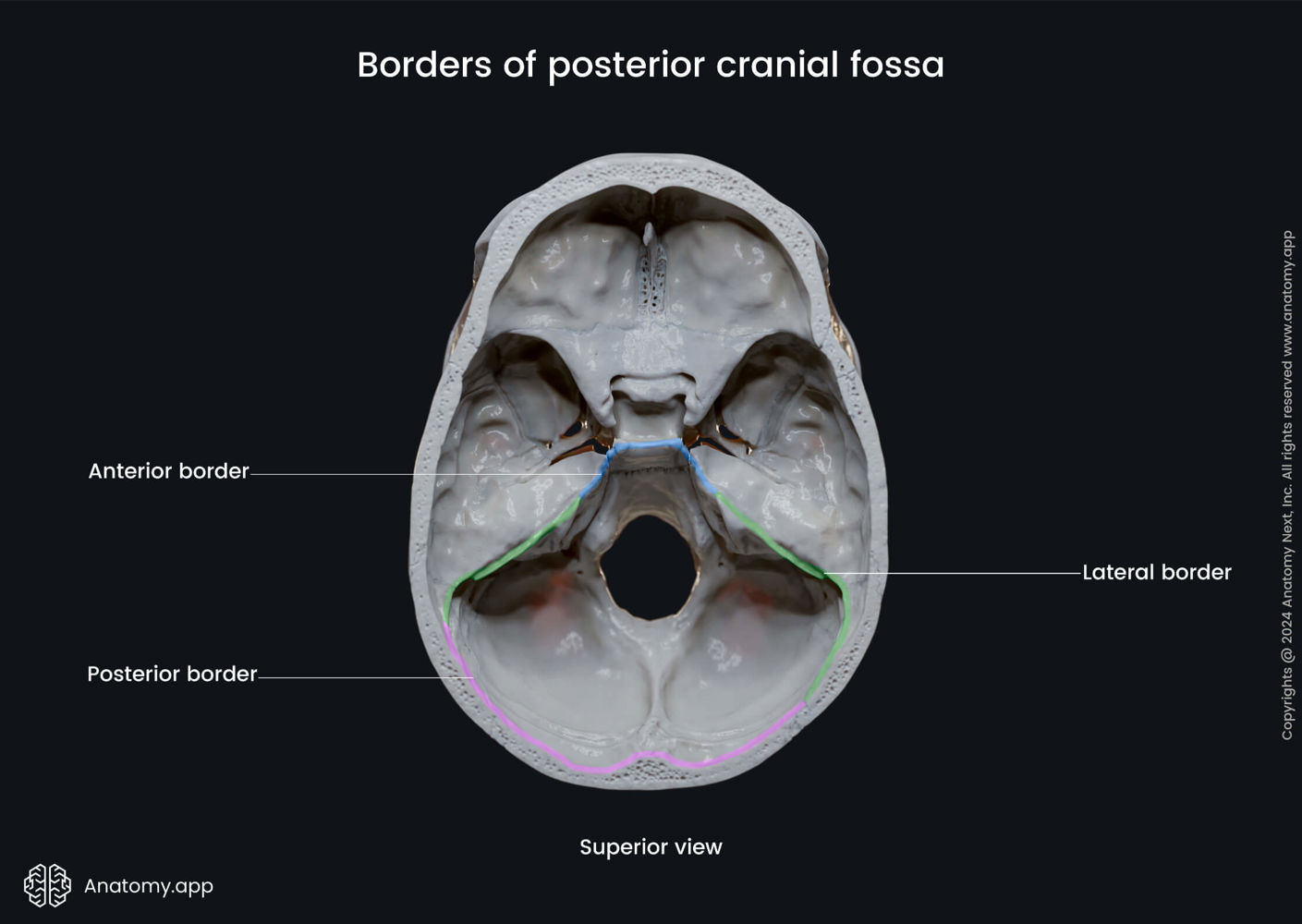 Posterior cranial fossa | Anatomy.app