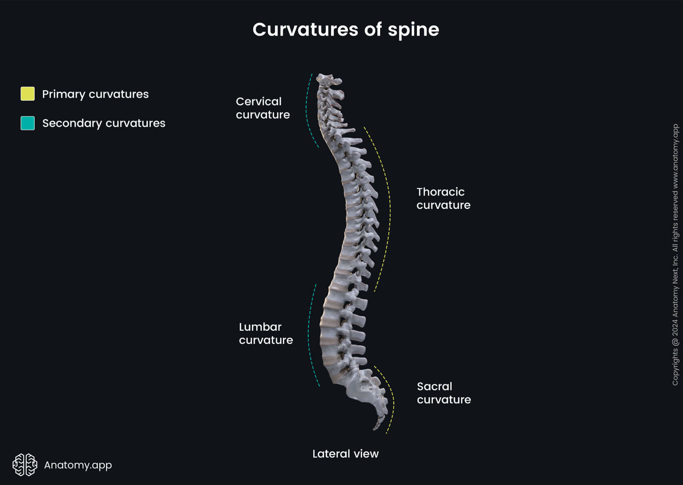 Spine | Anatomy.app