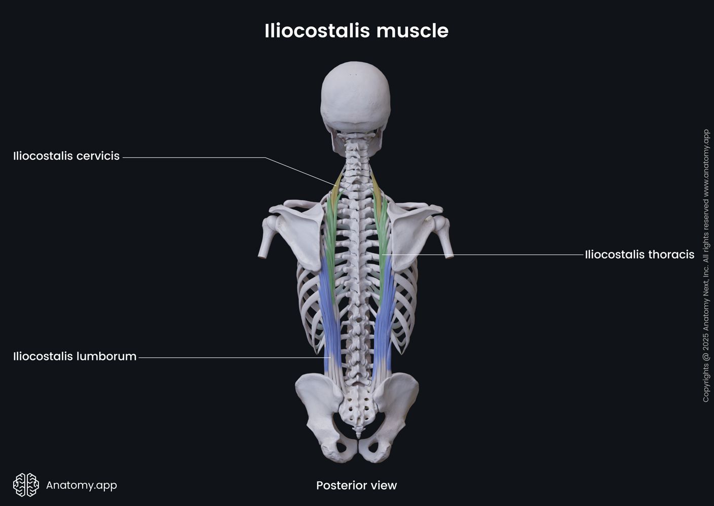 Iliocostalis | Anatomy.app