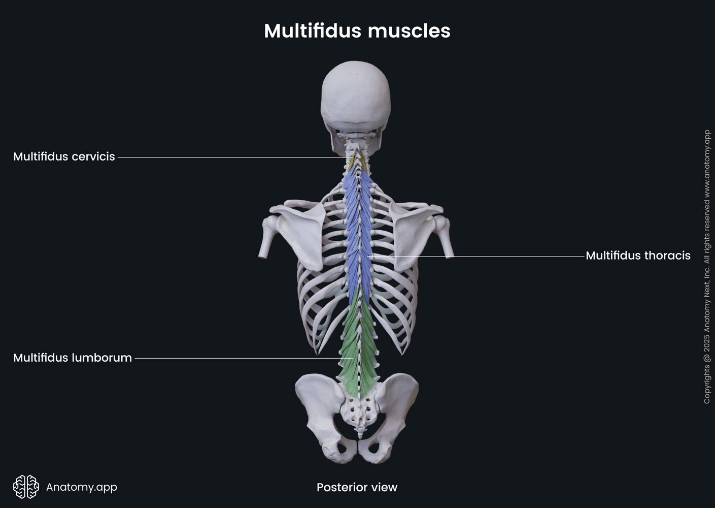 Multifidus | Anatomy.app