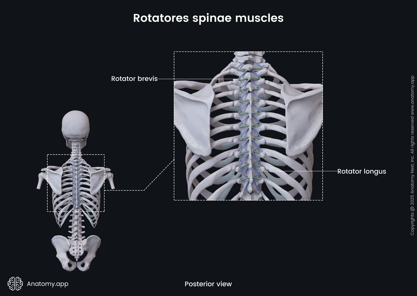 Rotatores | Anatomy.app