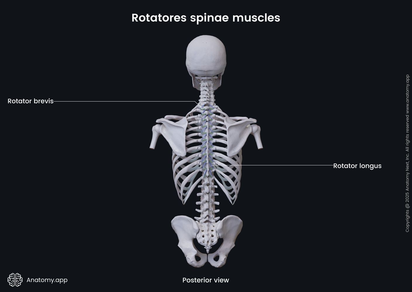Rotatores | Anatomy.app