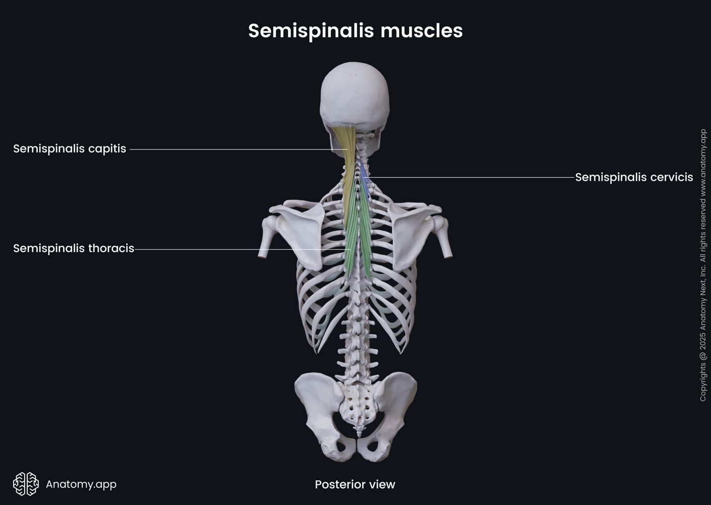 Semispinalis | Anatomy.app