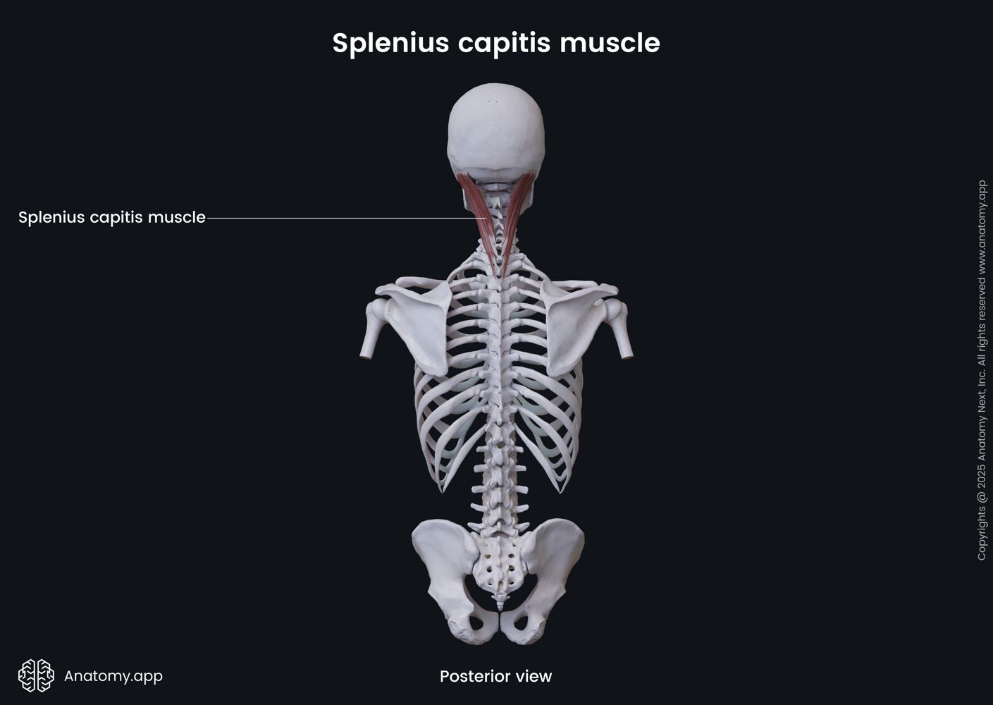 Splenius capitis | Anatomy.app