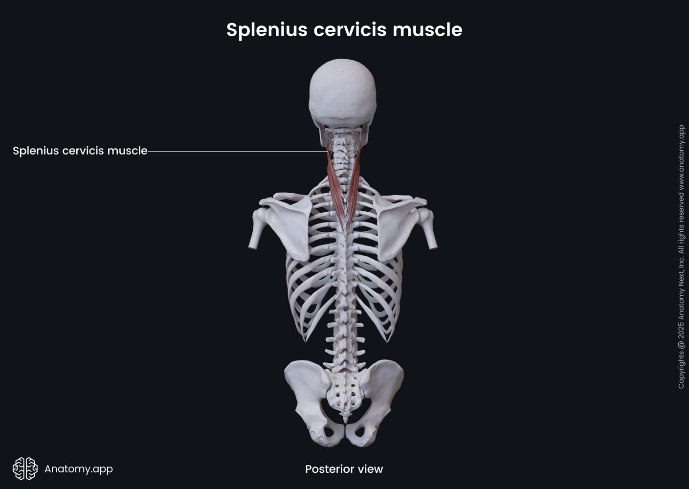 Splenius cervicis | Anatomy.app