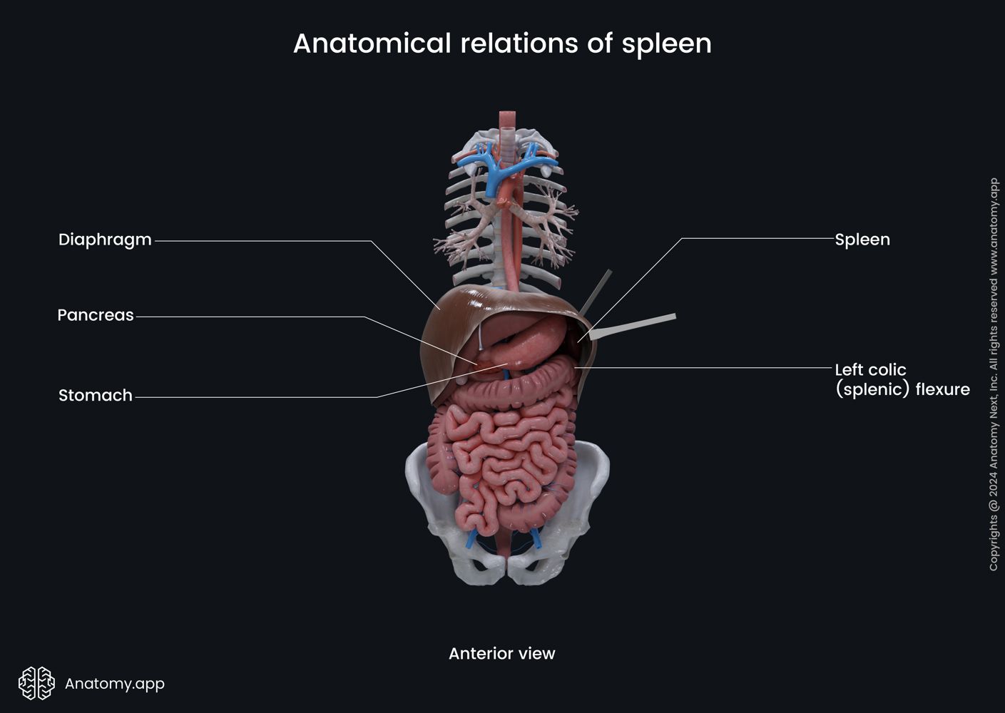 Spleen Anatomy Gross