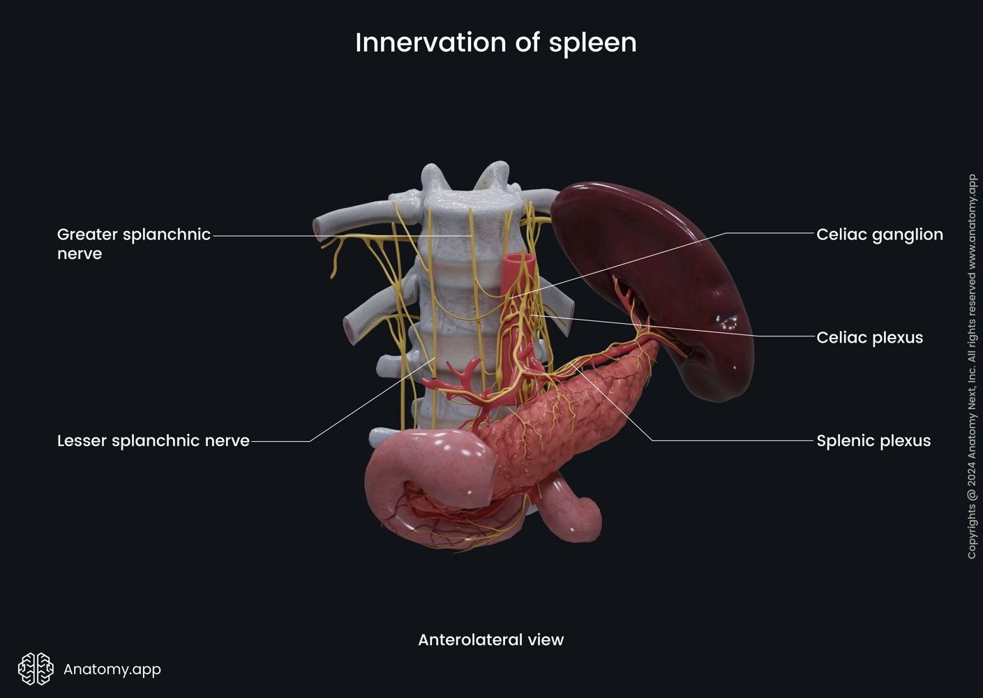 Spleen | Anatomy.app