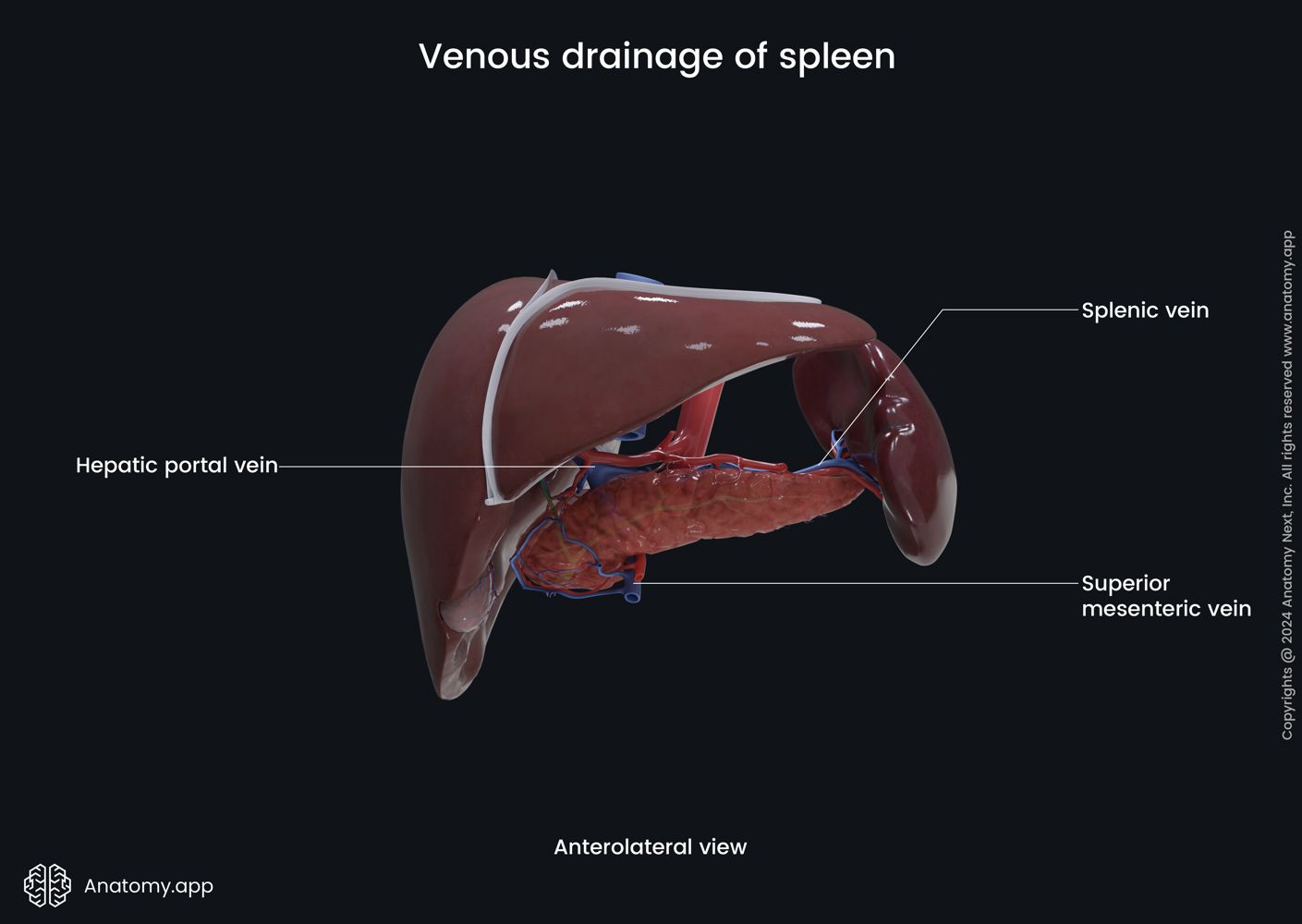 Spleen | Anatomy.app