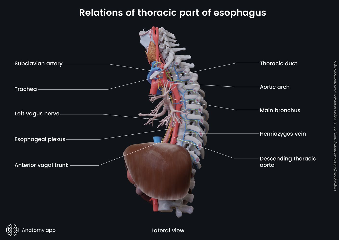 Oesophagus Diagram Anatomy Of Esophagus | IntechOpen