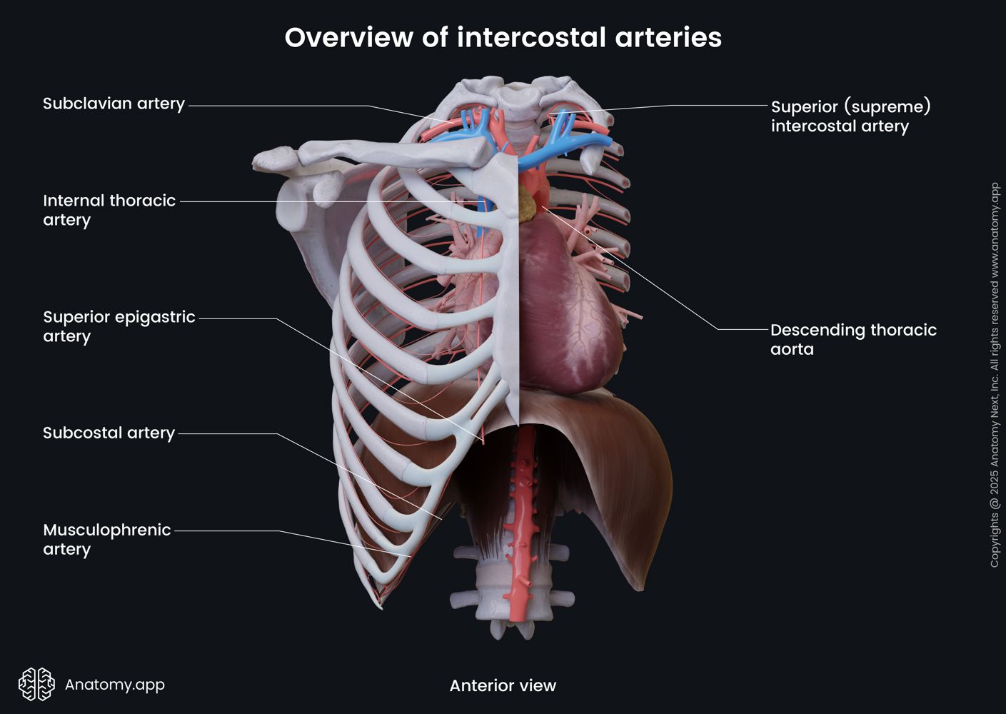 Posterior Intercostal Veins