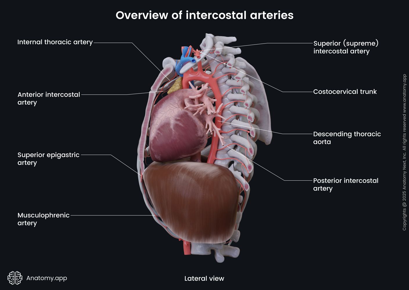 Posterior intercostal arteries | Anatomy.app