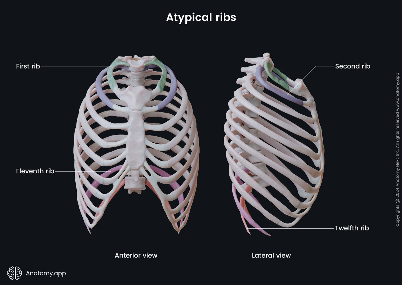 Ribs | Anatomy.app