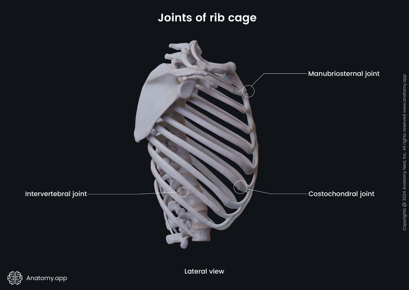 Rib cage | Anatomy.app