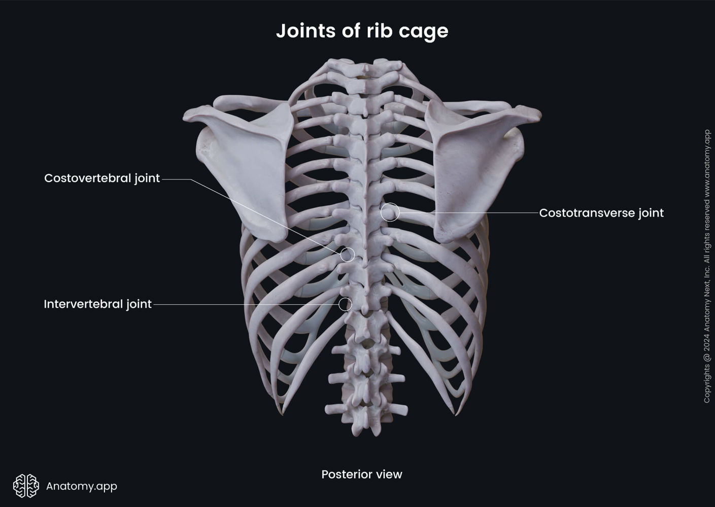 Posterior Rib Cage Anatomy Anatomy Ribs Spine | Vertebrae Human