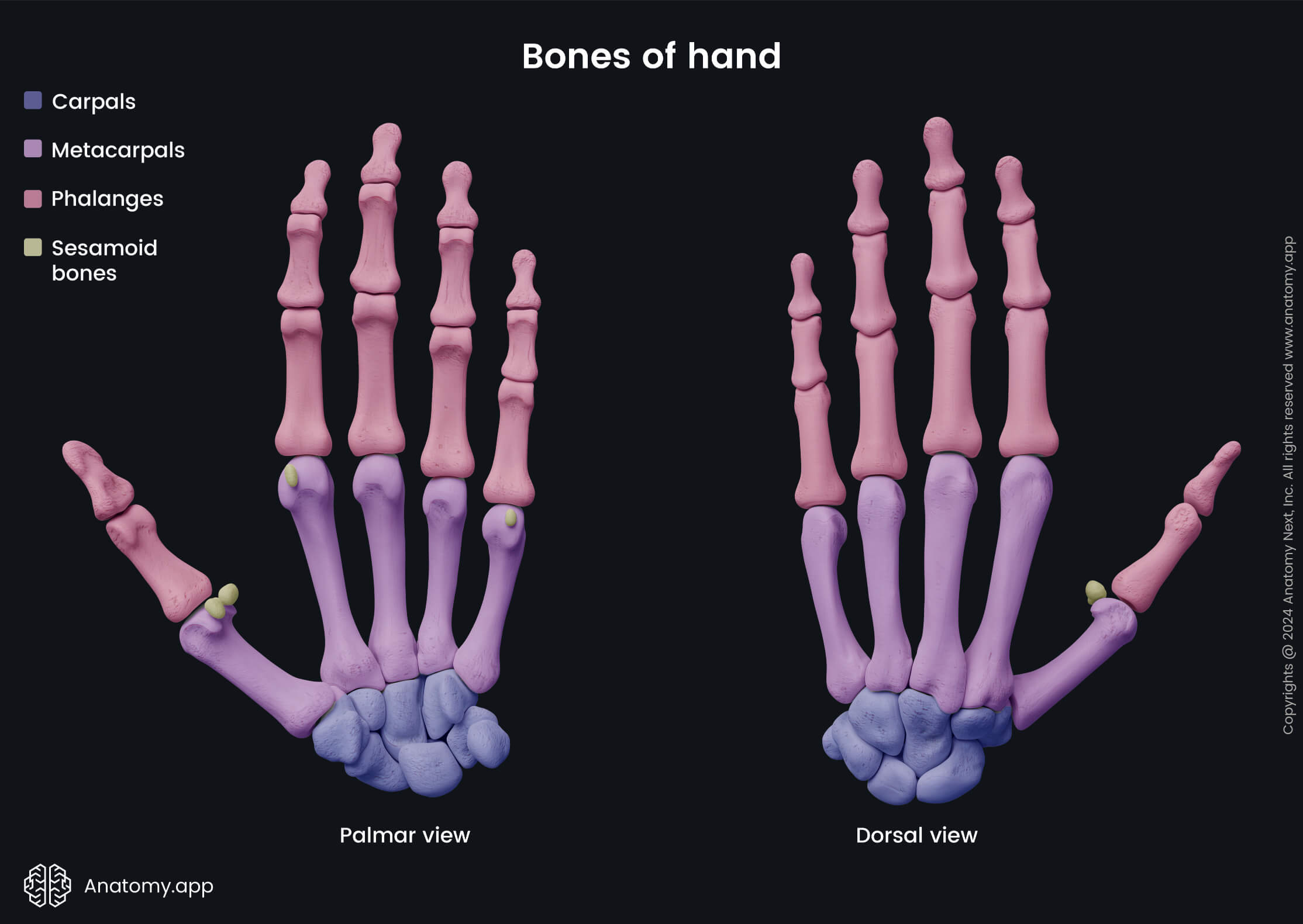 Skeleton of upper limb | Encyclopedia | Anatomy.app | Learn anatomy ...
