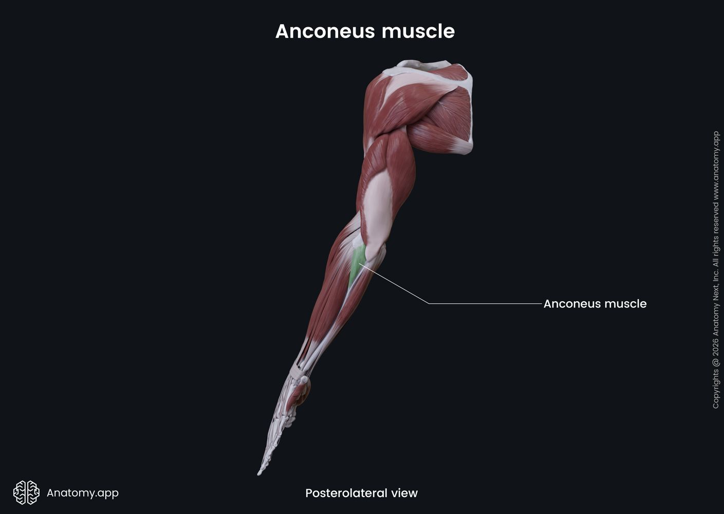 Anconeus | Anatomy.app