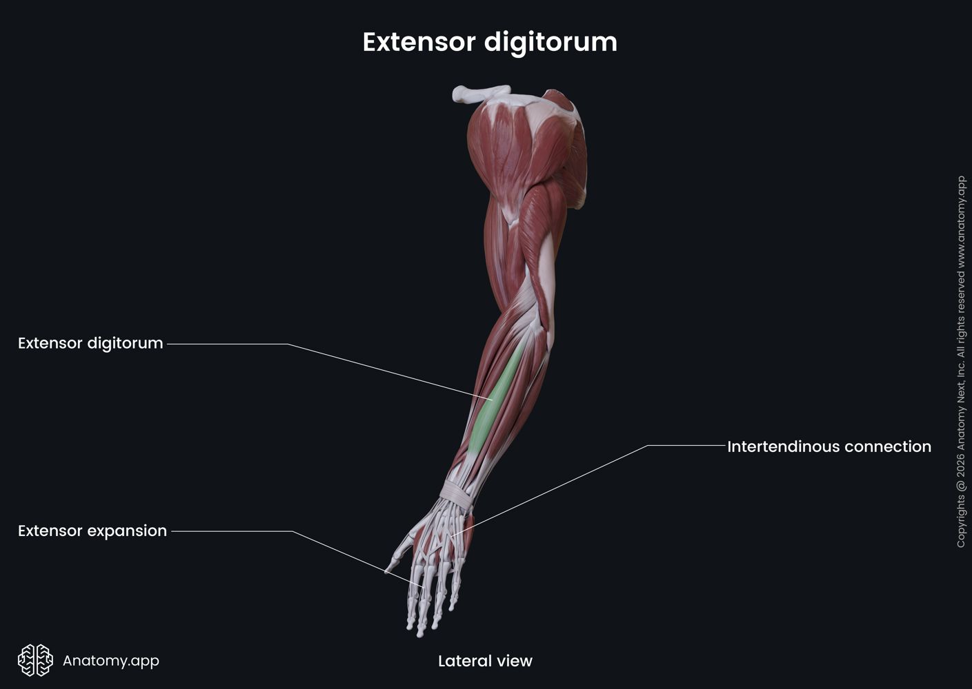 Extensor digitorum | Anatomy.app