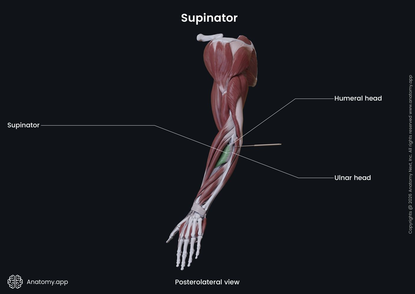 Supinator | Anatomy.app