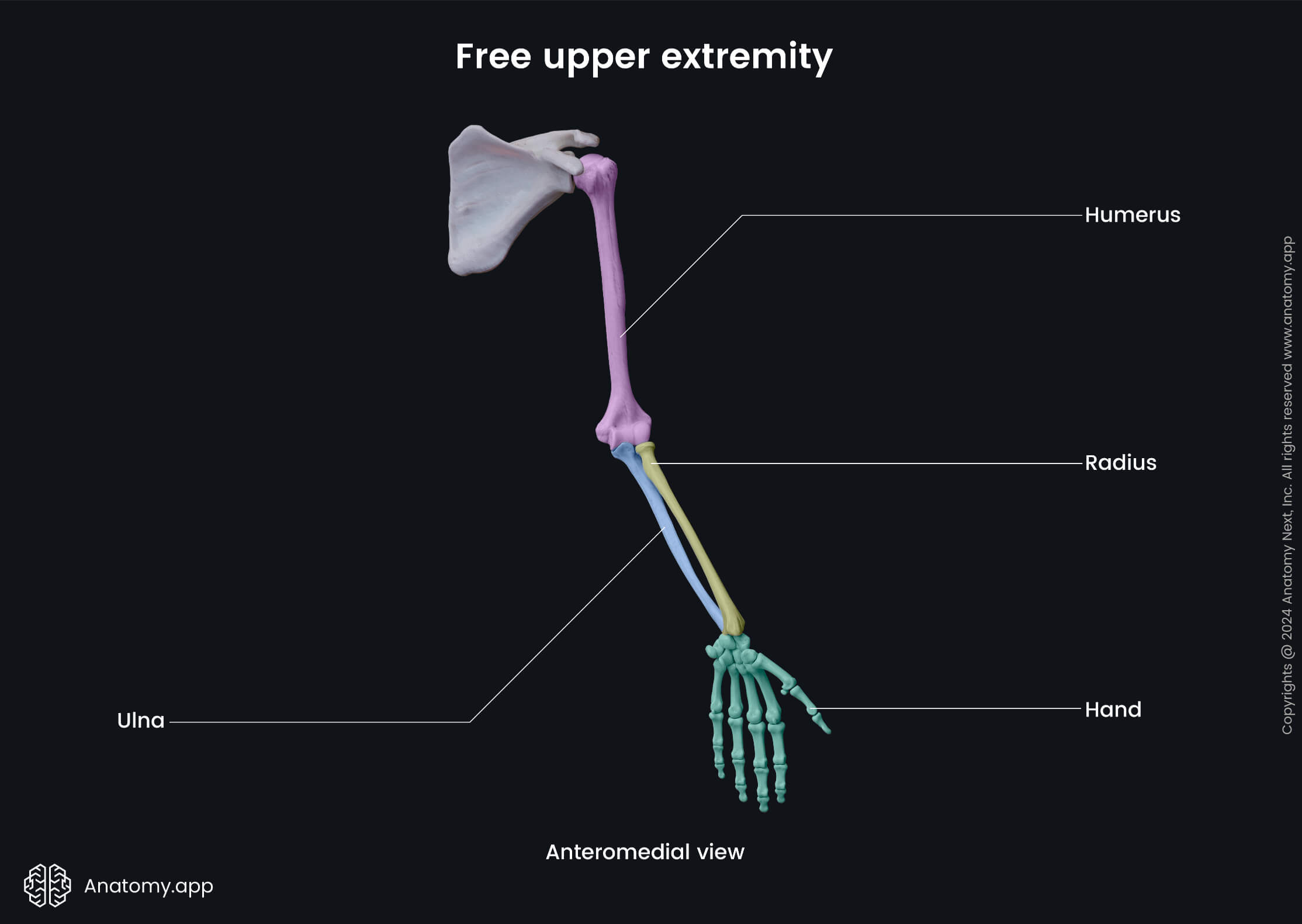 Skeleton of upper limb | Encyclopedia | Anatomy.app | Learn anatomy ...
