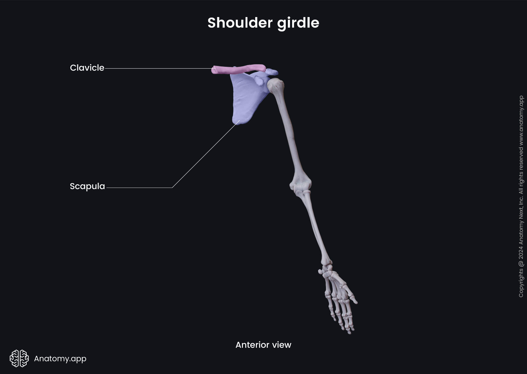 Skeleton of upper limb | Encyclopedia | Anatomy.app | Learn anatomy ...