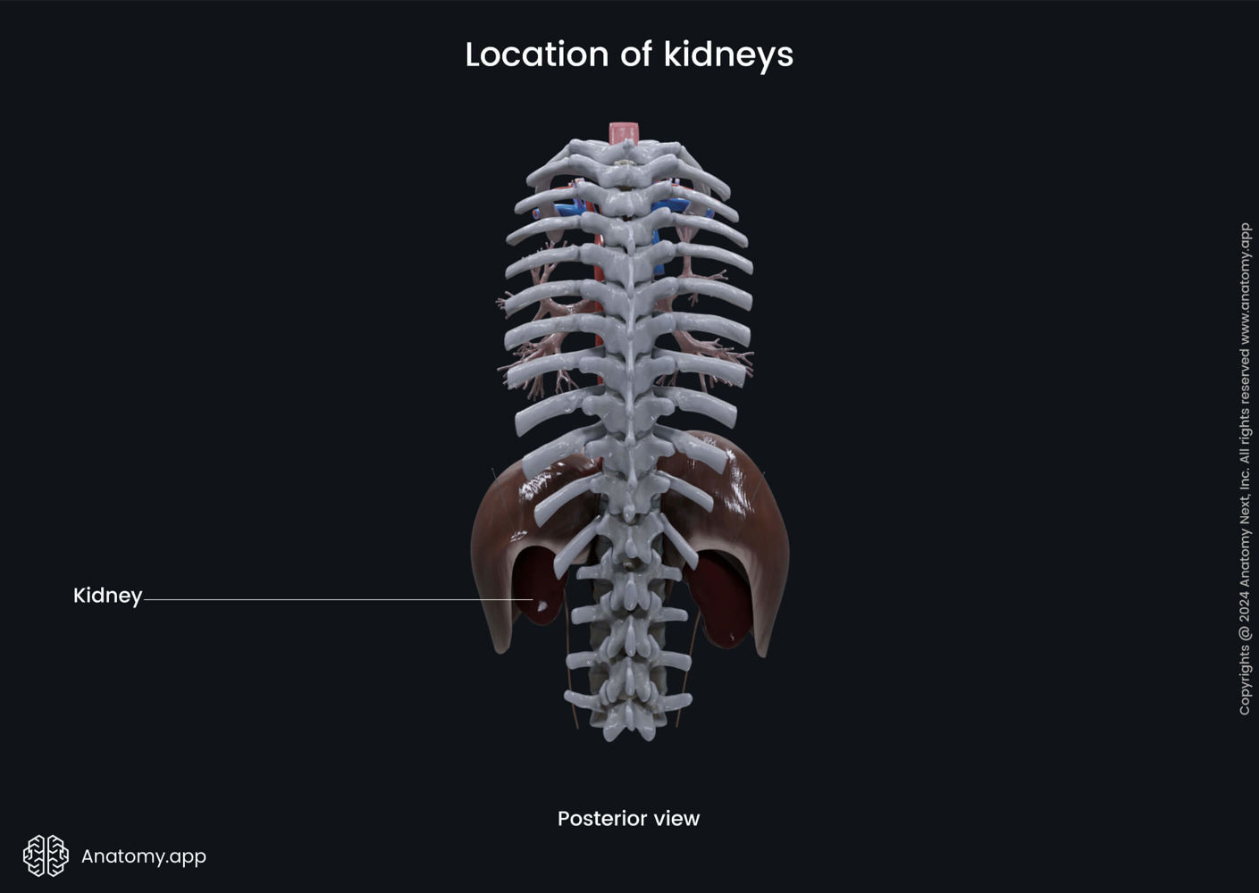 Urinary system | Anatomy.app