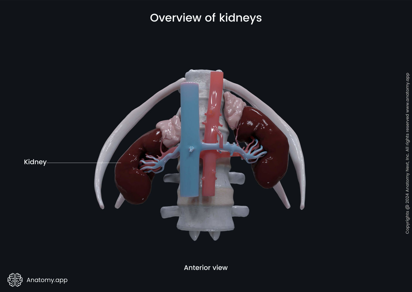 Urinary system | Anatomy.app