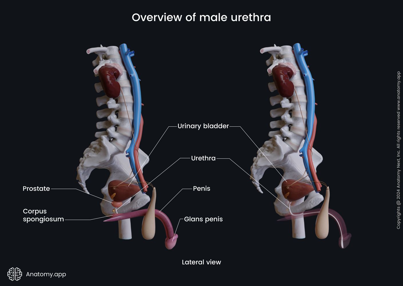 Urinary system | Anatomy.app
