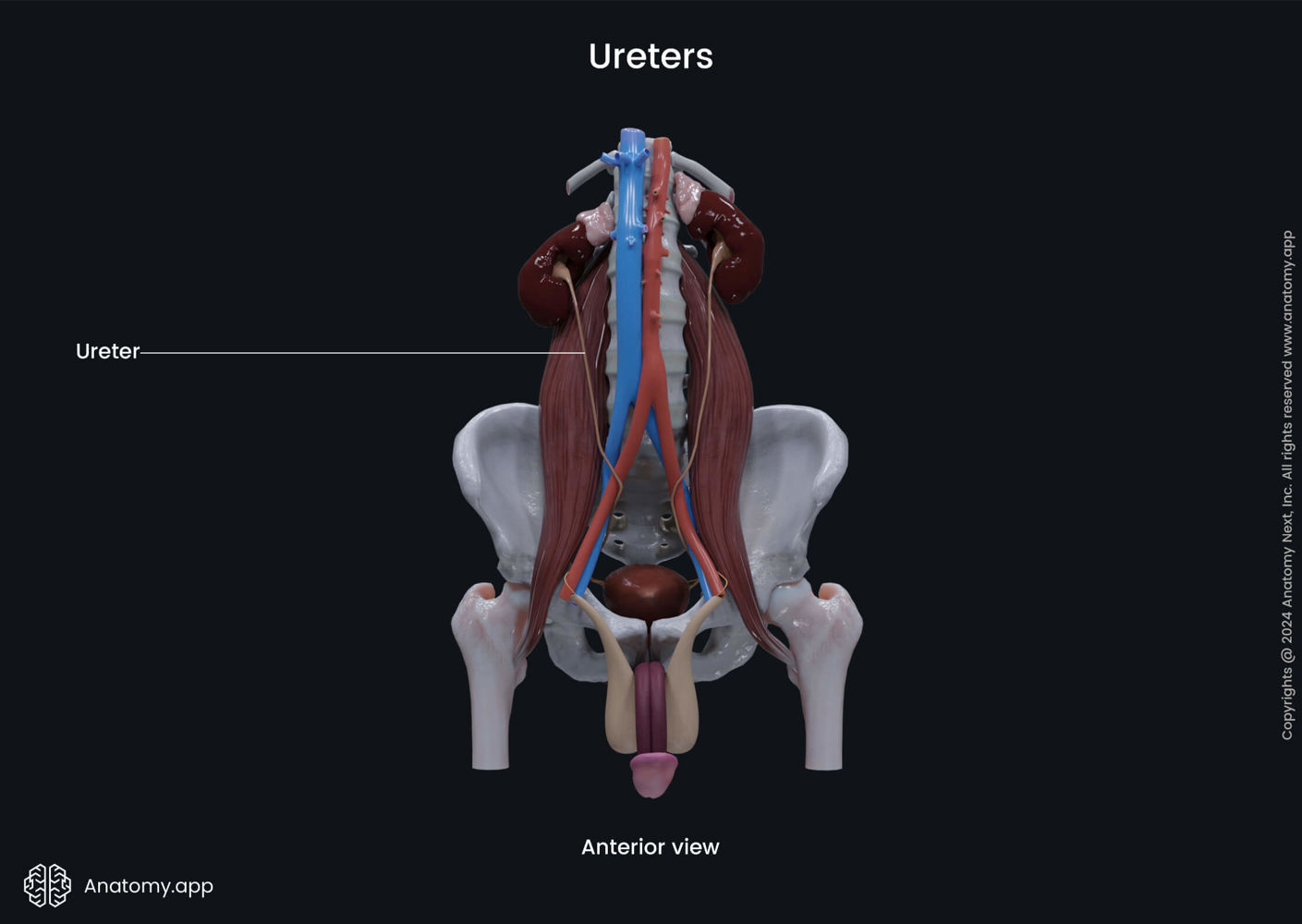 Urinary system | Anatomy.app