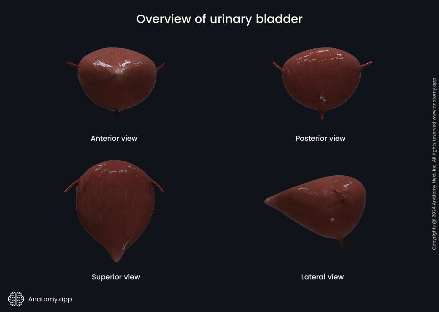 Urinary system | Anatomy.app