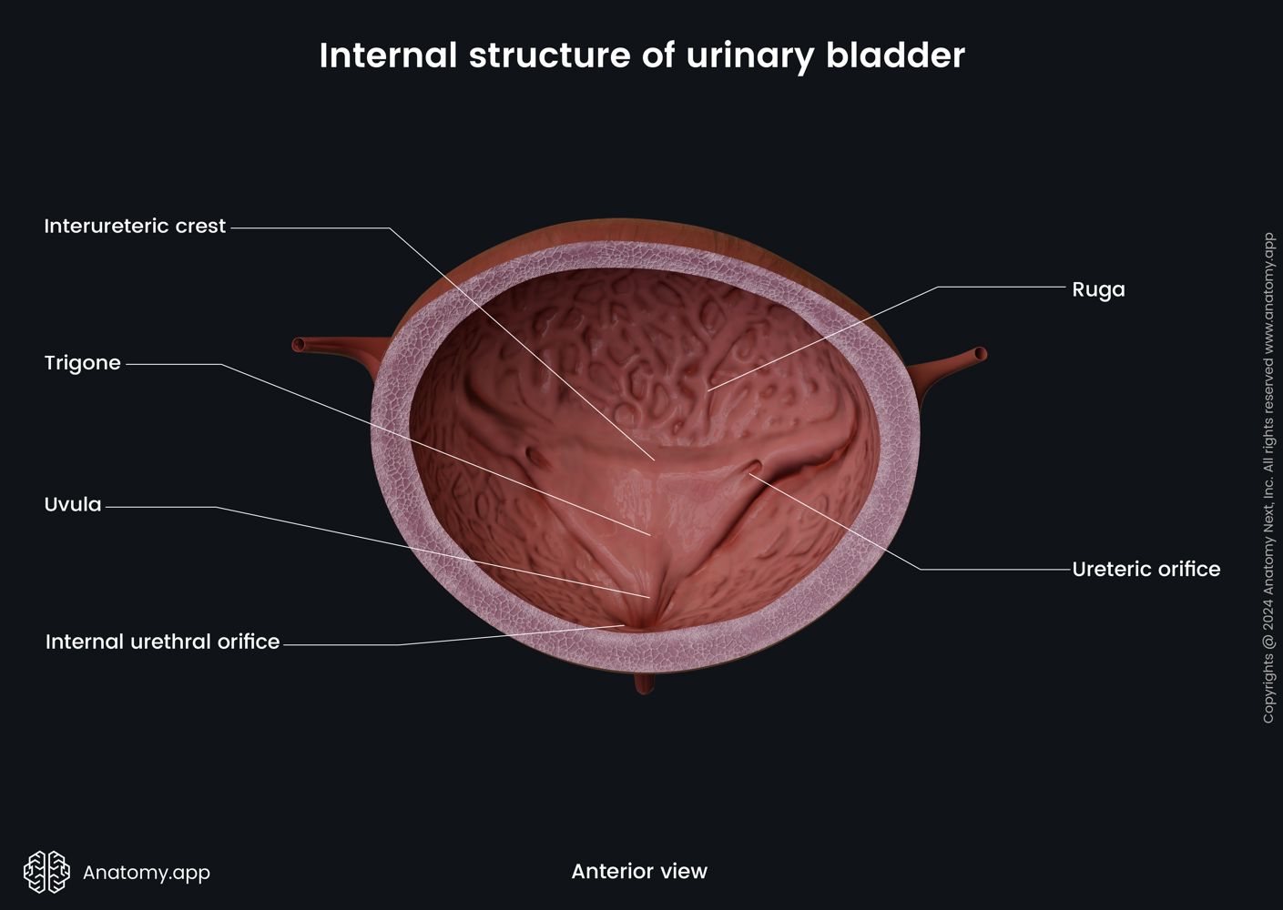 Urinary system | Anatomy.app