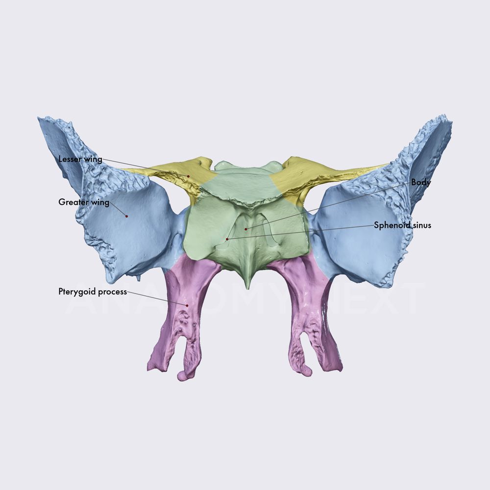 Sphenoid Bone Anatomy