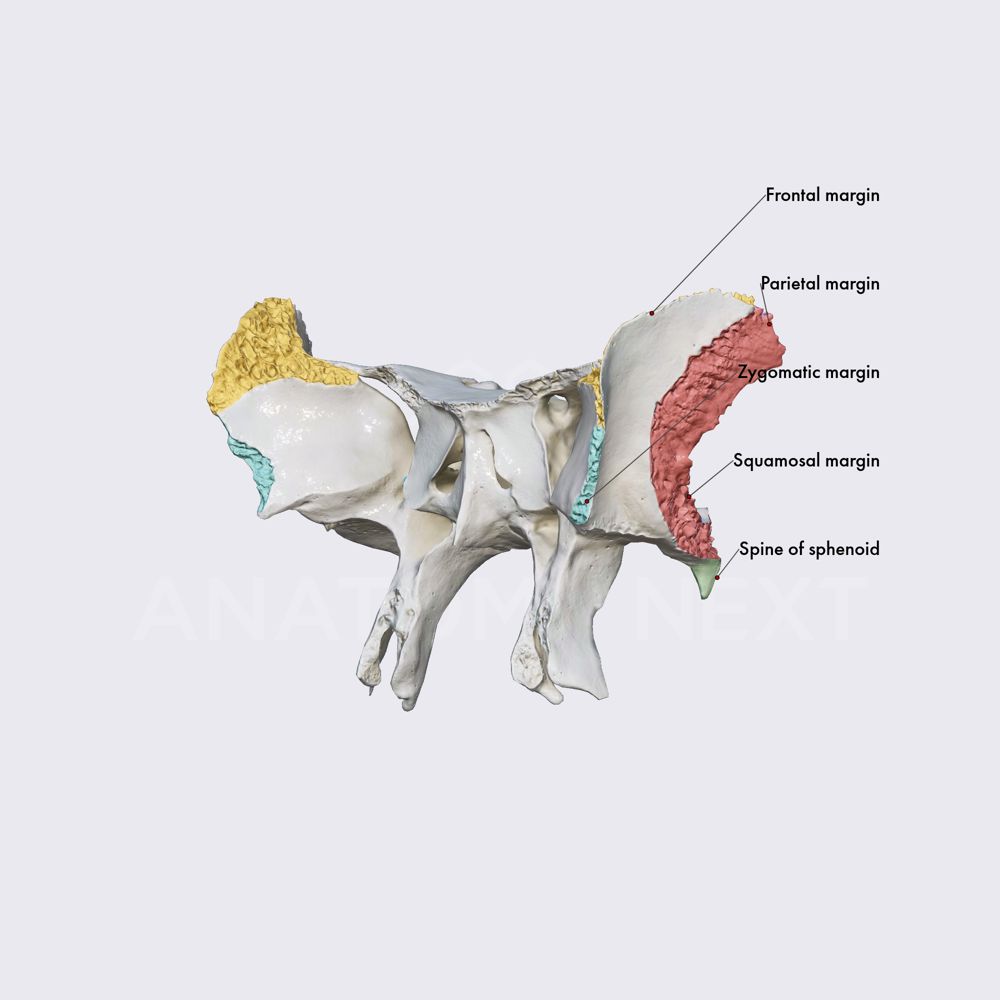 Sphenoid Spine Bony Framework Of The Head And Neck