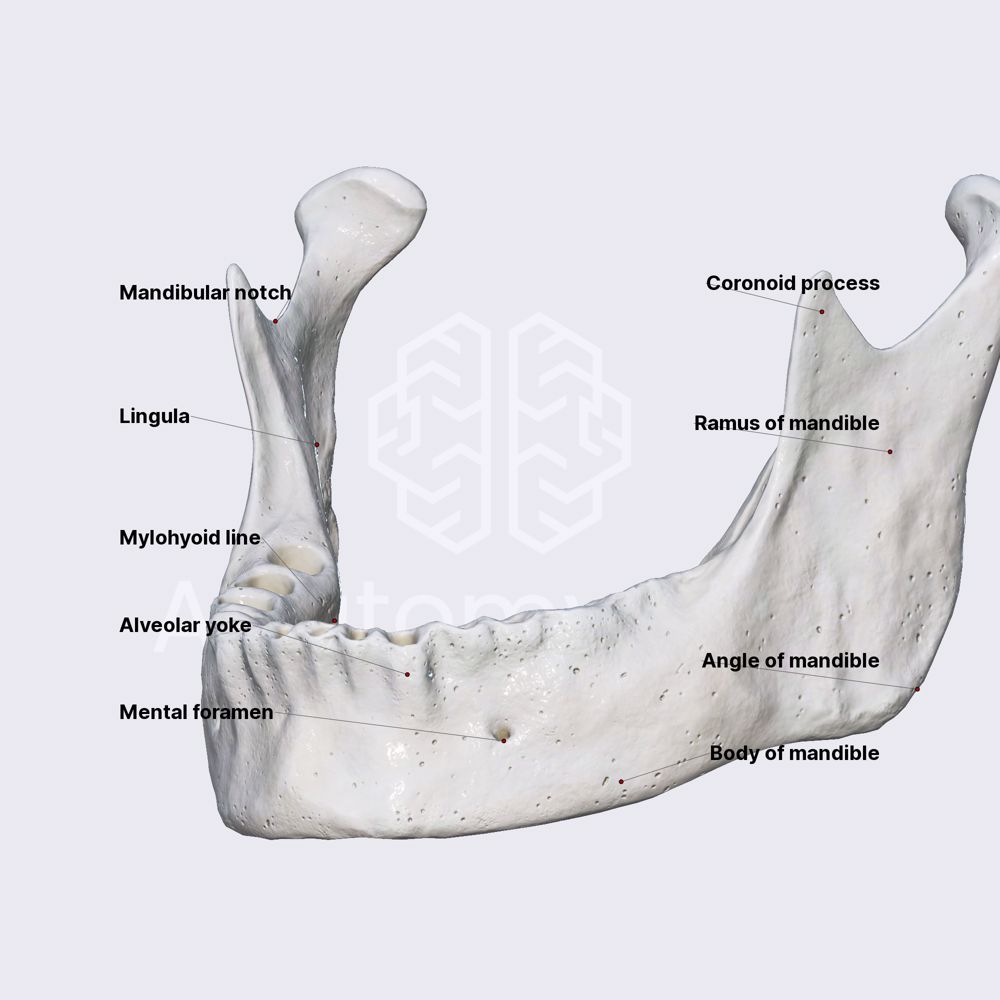 Mandible Anatomy Anatomy Of The Jaw (Mandible) | Doctor Stock