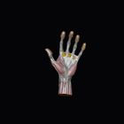 3D Reference Tool | by Anatomy For Sculptors