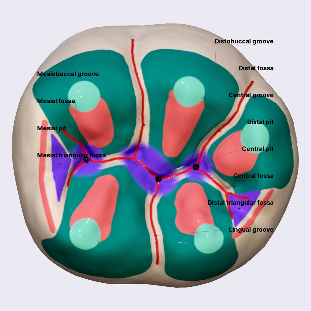 Mandibular Molar Anatomy