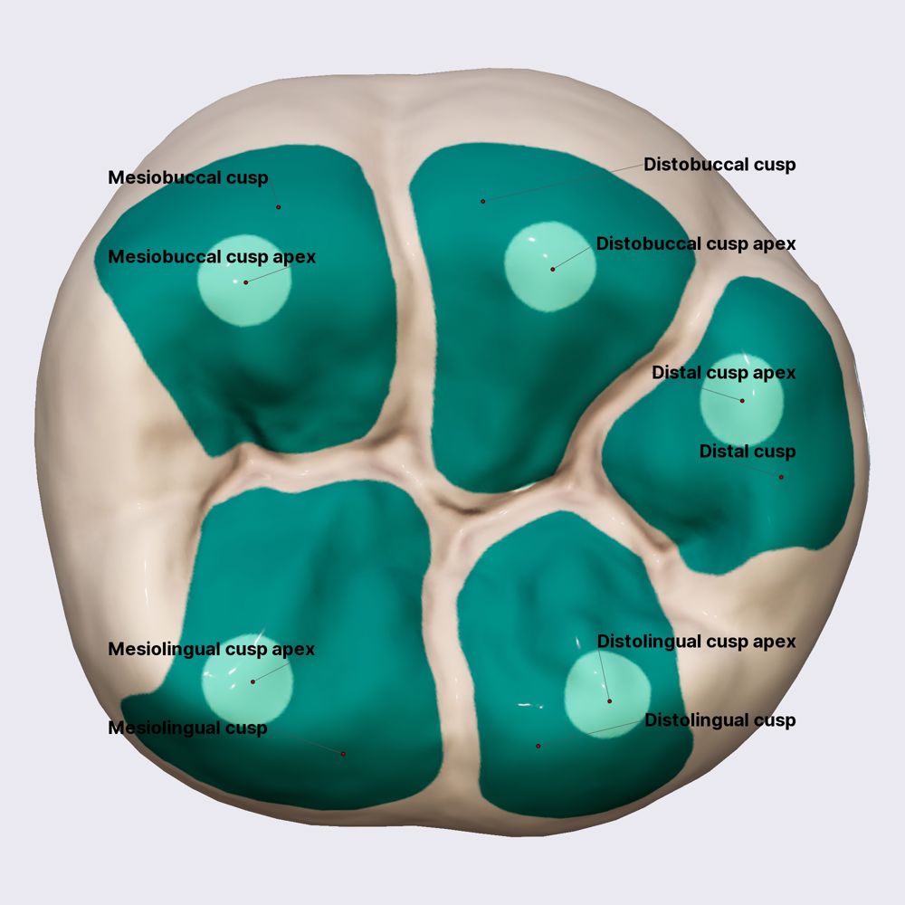 Mandibular First Molar Anatomy