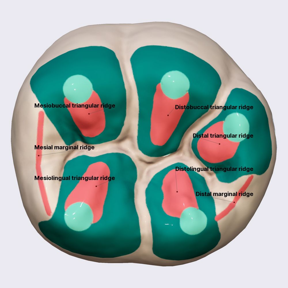 Lower Molar Occlusal Anatomy Occlusal Anatomy Of Maxillary First Molar