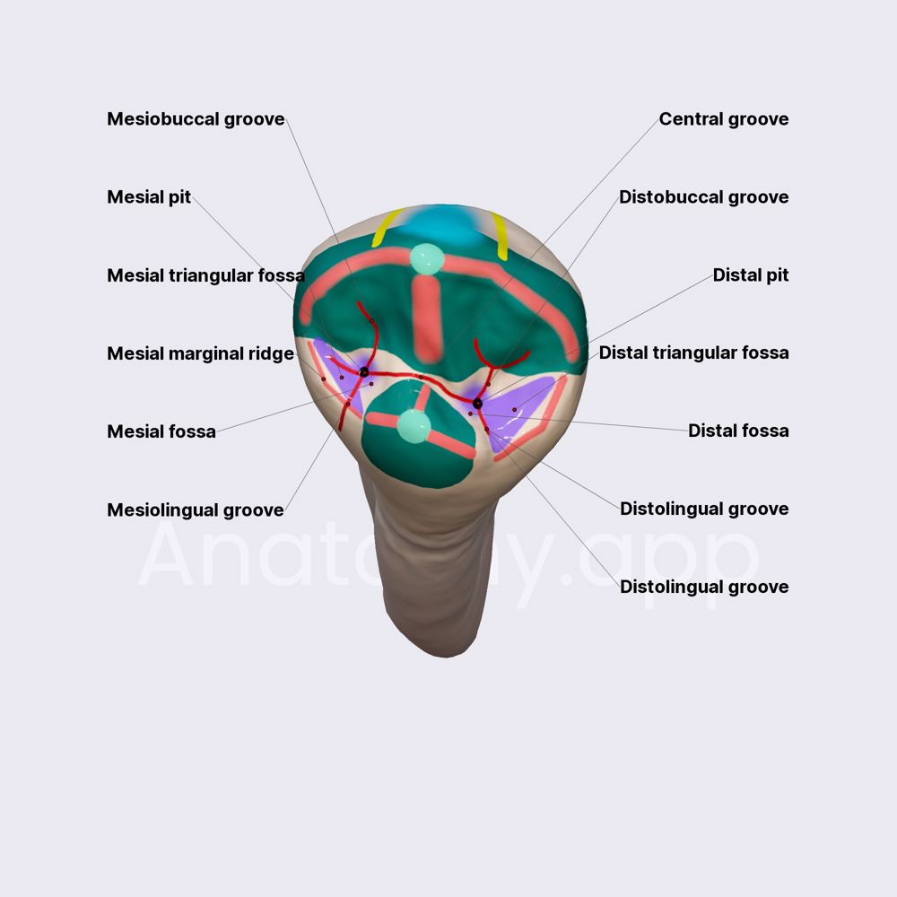 Lower Molar Occlusal Anatomy Occlusal Anatomy Of Maxillary First Molar