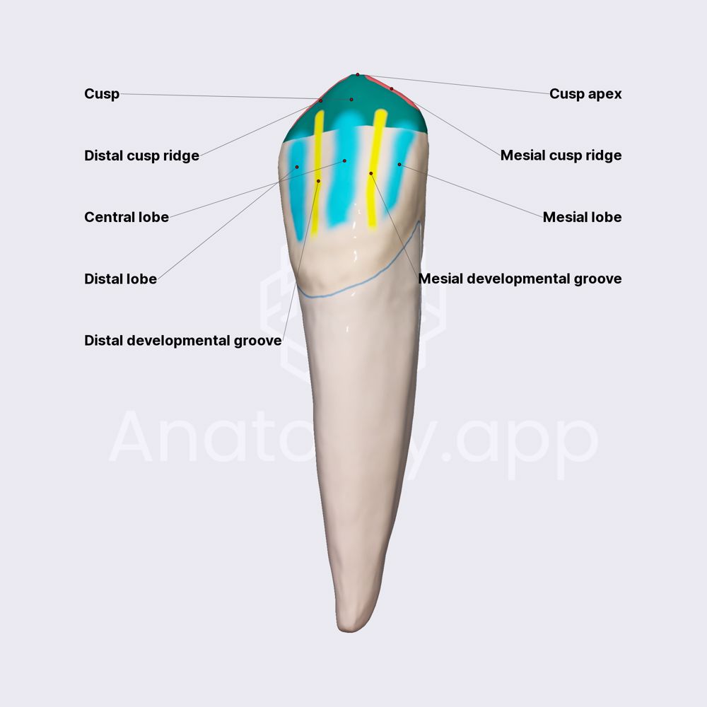 Mandibular Canine Rest Lower Canine Traction With Jaw Functional